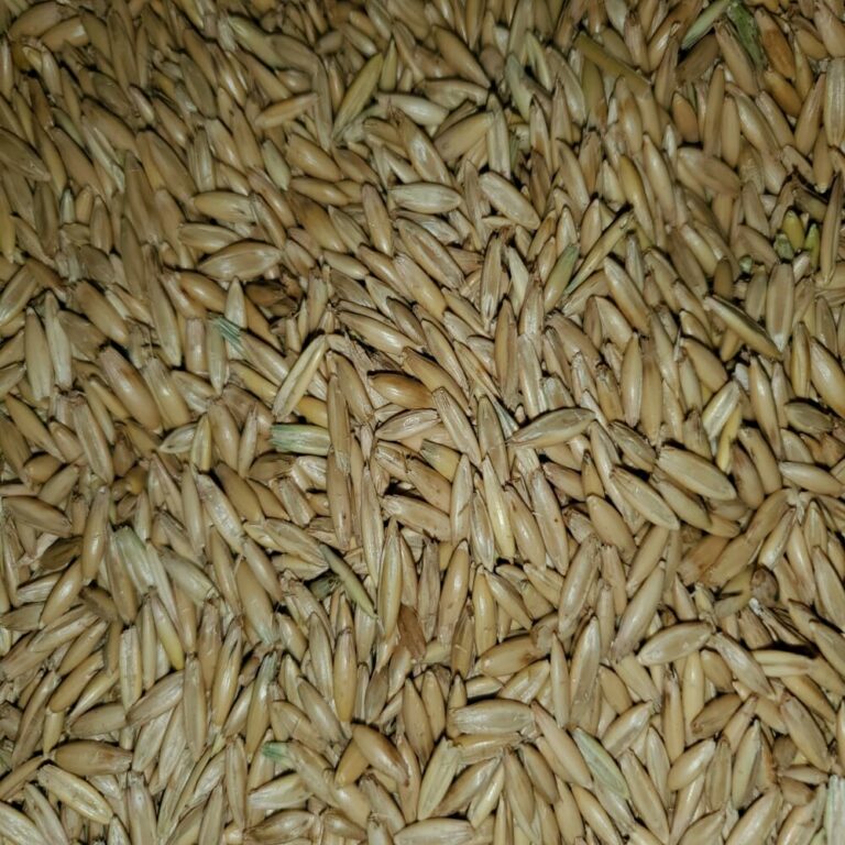 Grain – Raw Whole Oat Kernels [1kg/5kg] – Growstuff – Online Shop South ...